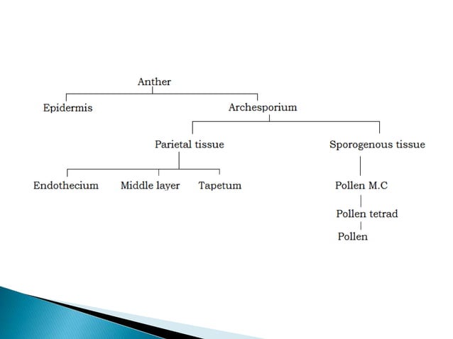 Structure of Anther | PPTX | Gardening | Home & Garden