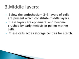 Structure of Anther | PPTX
