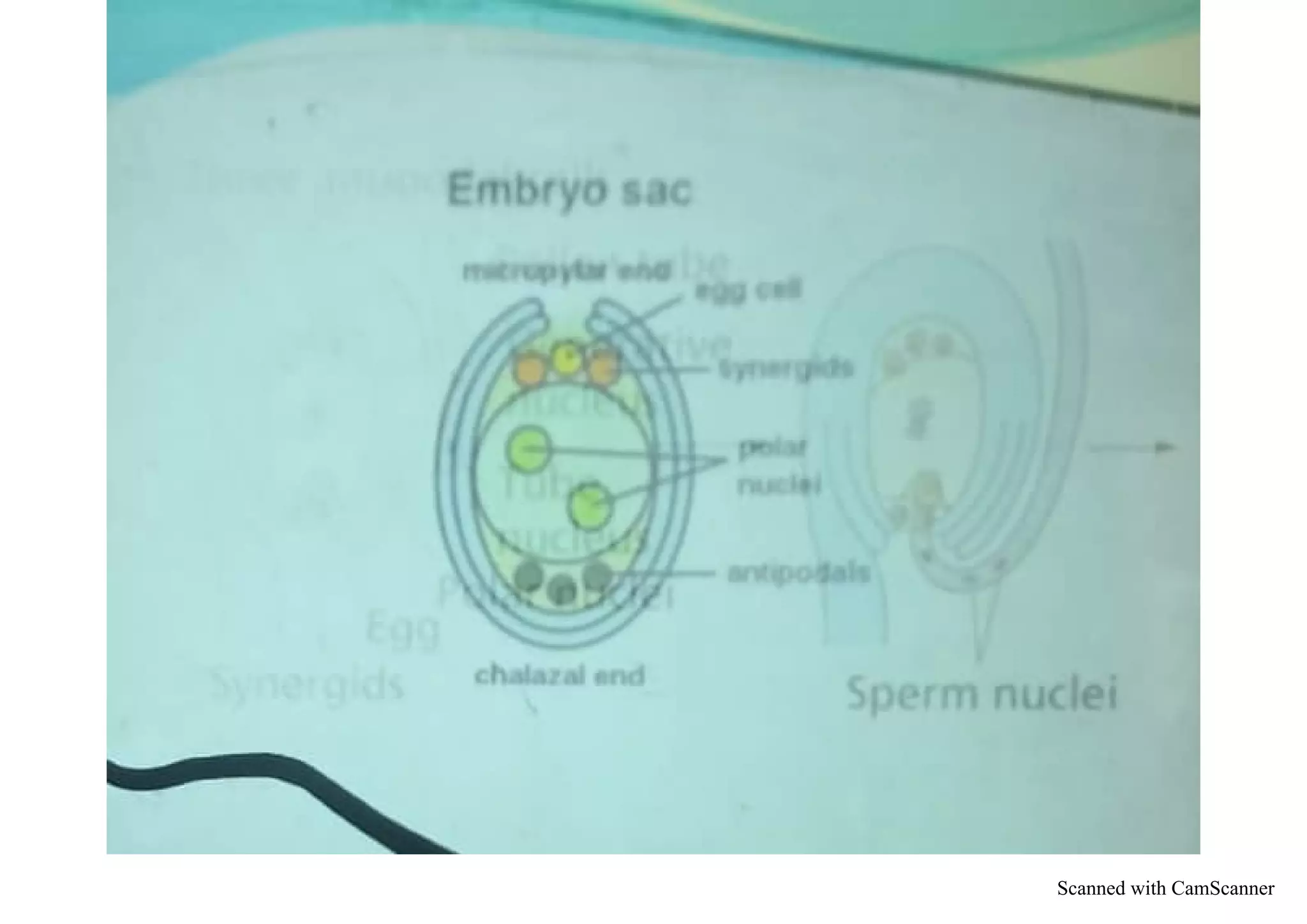 Structure of anther.pdf
