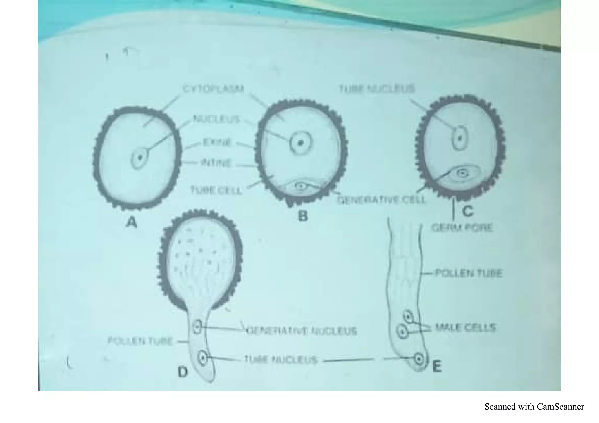 Structure of anther.pdf