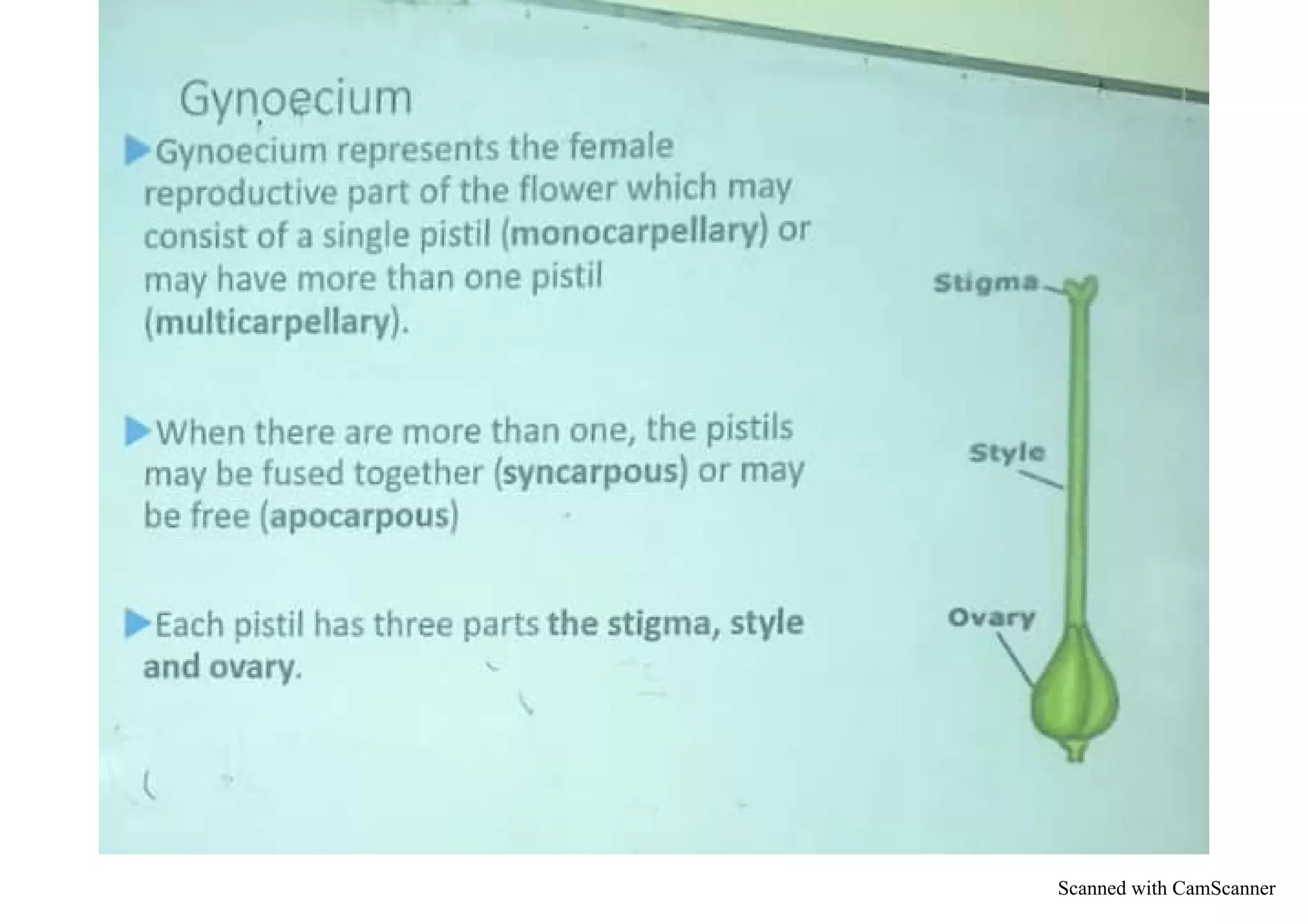 Structure of anther.pdf