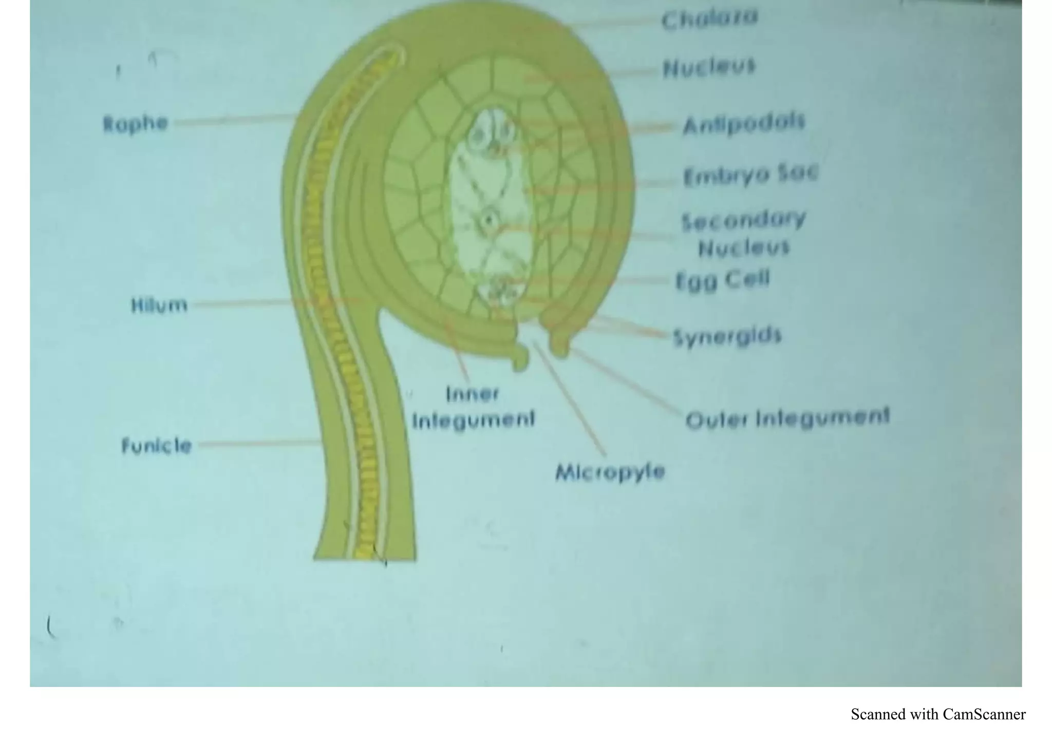 Structure of anther.pdf
