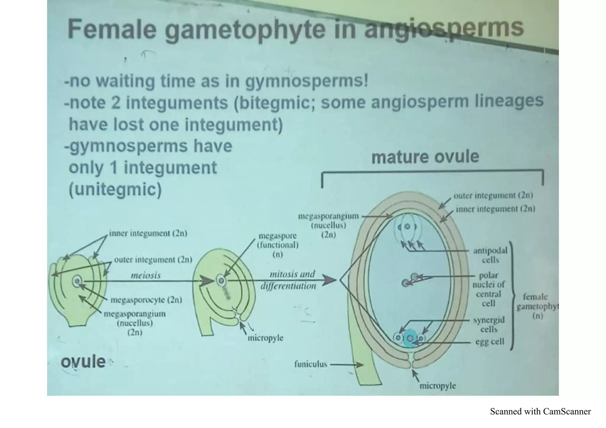 Structure of anther.pdf