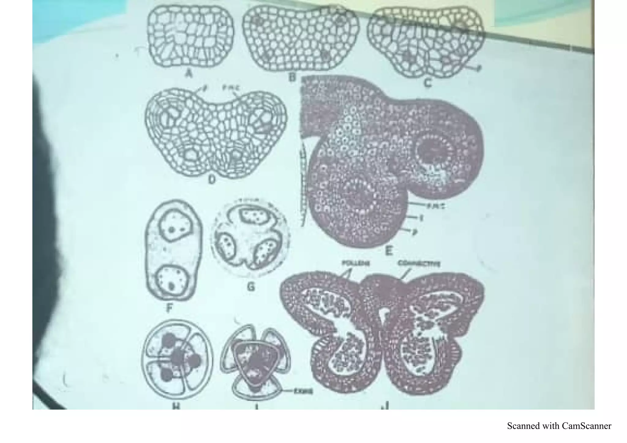Structure of anther.pdf
