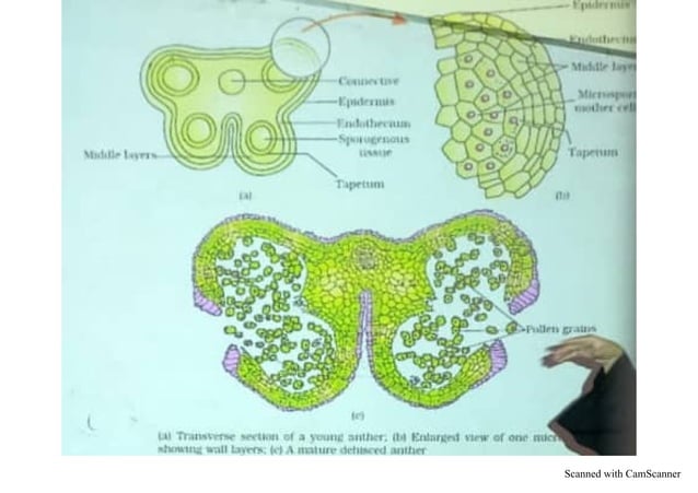 Structure of anther.pdf