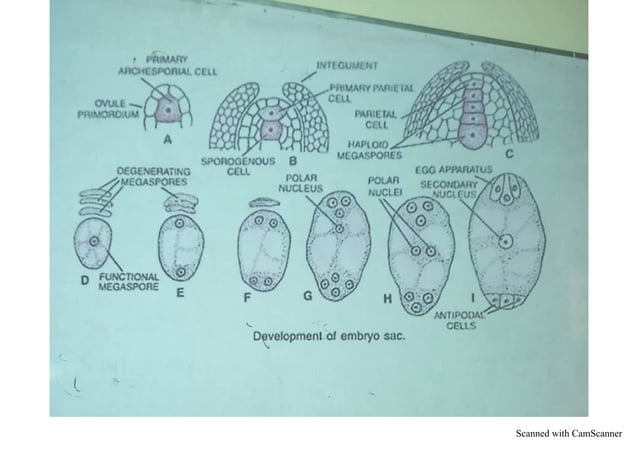 Structure of anther.pdf