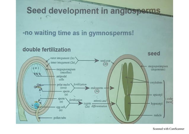 Structure of anther.pdf