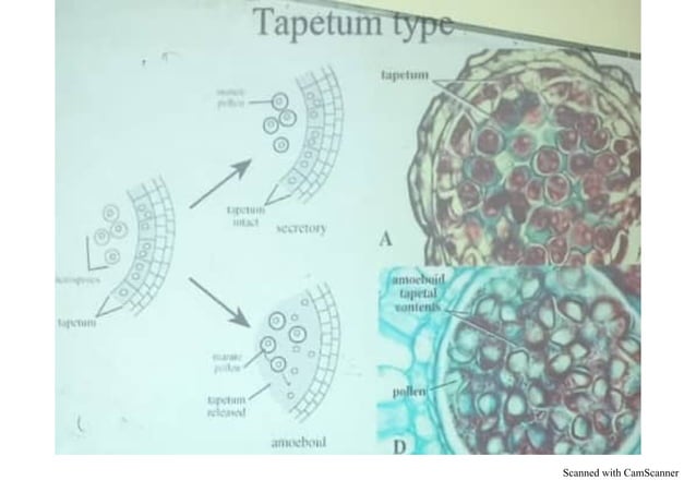 Structure of anther.pdf