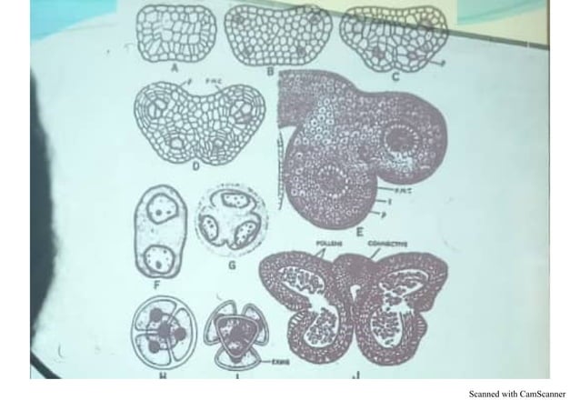 Structure of anther.pdf