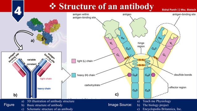 Structure of antibodies | PDF
