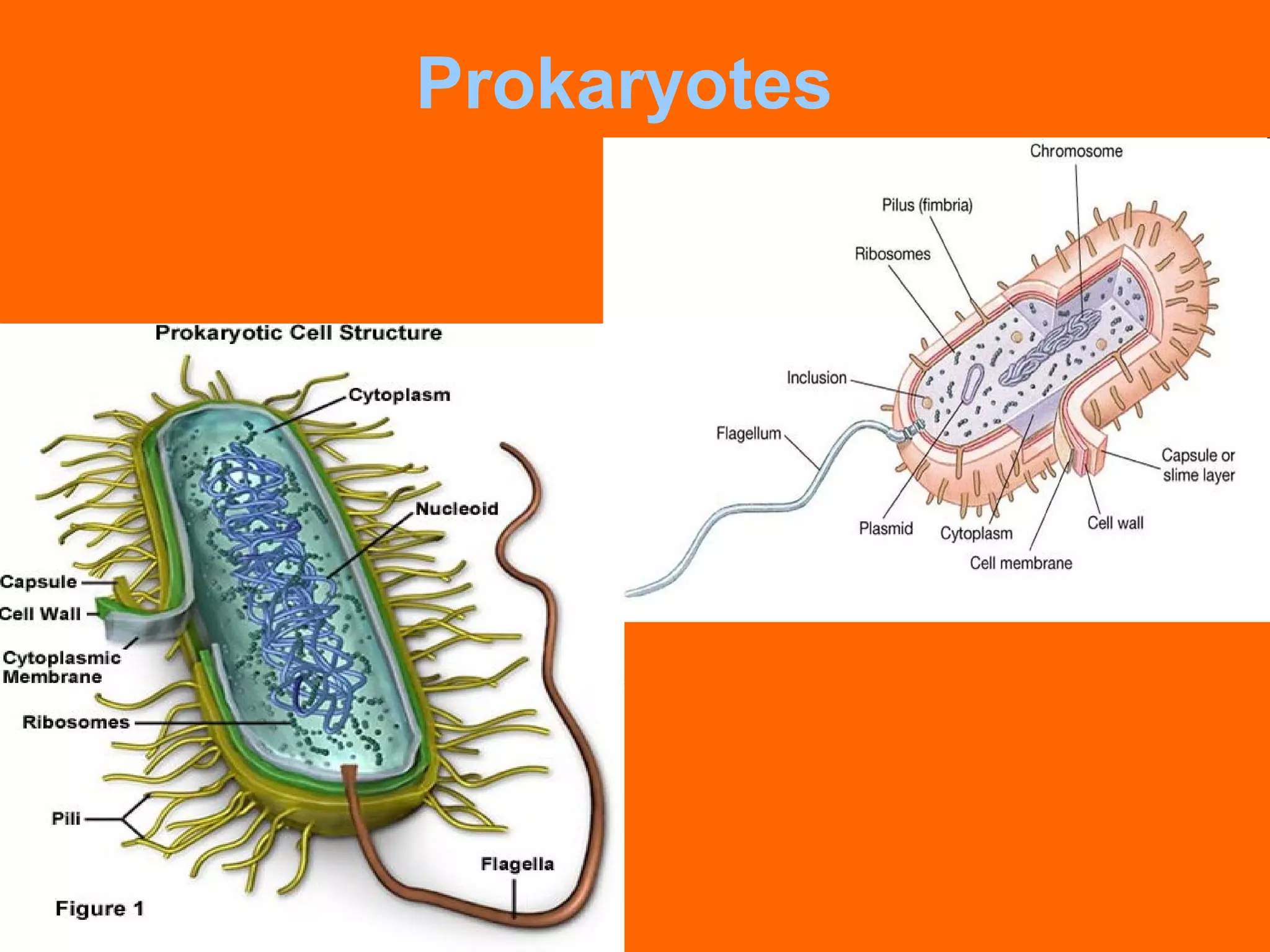 Structure of a prokaryotic cell | PPT