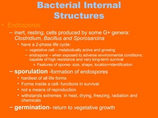 Structure of a prokaryotic cell | PPT