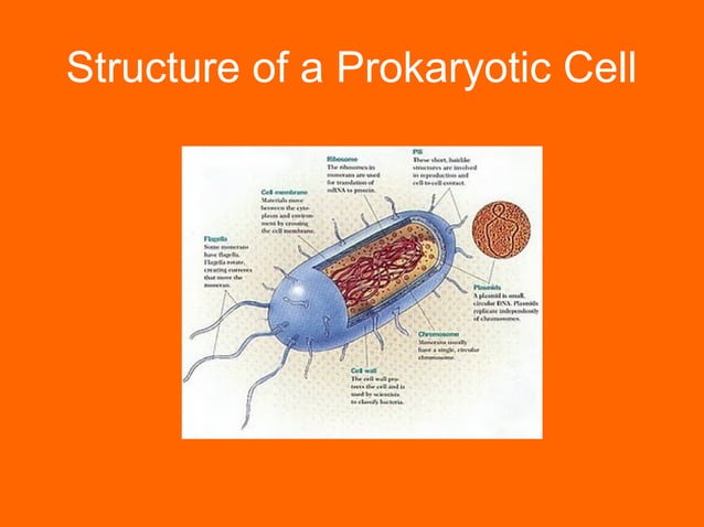 Structure of a prokaryotic cell