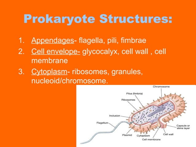 Structure of a prokaryotic cell