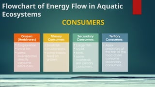 Comprehensive Overview of Energy Flow and Structure in Aquatic ...