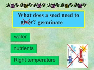 Structure of a seed | PPT