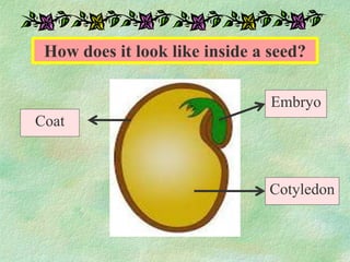 Structure of a seed | PPT