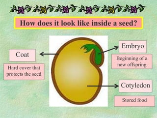 Structure of a seed | PPT