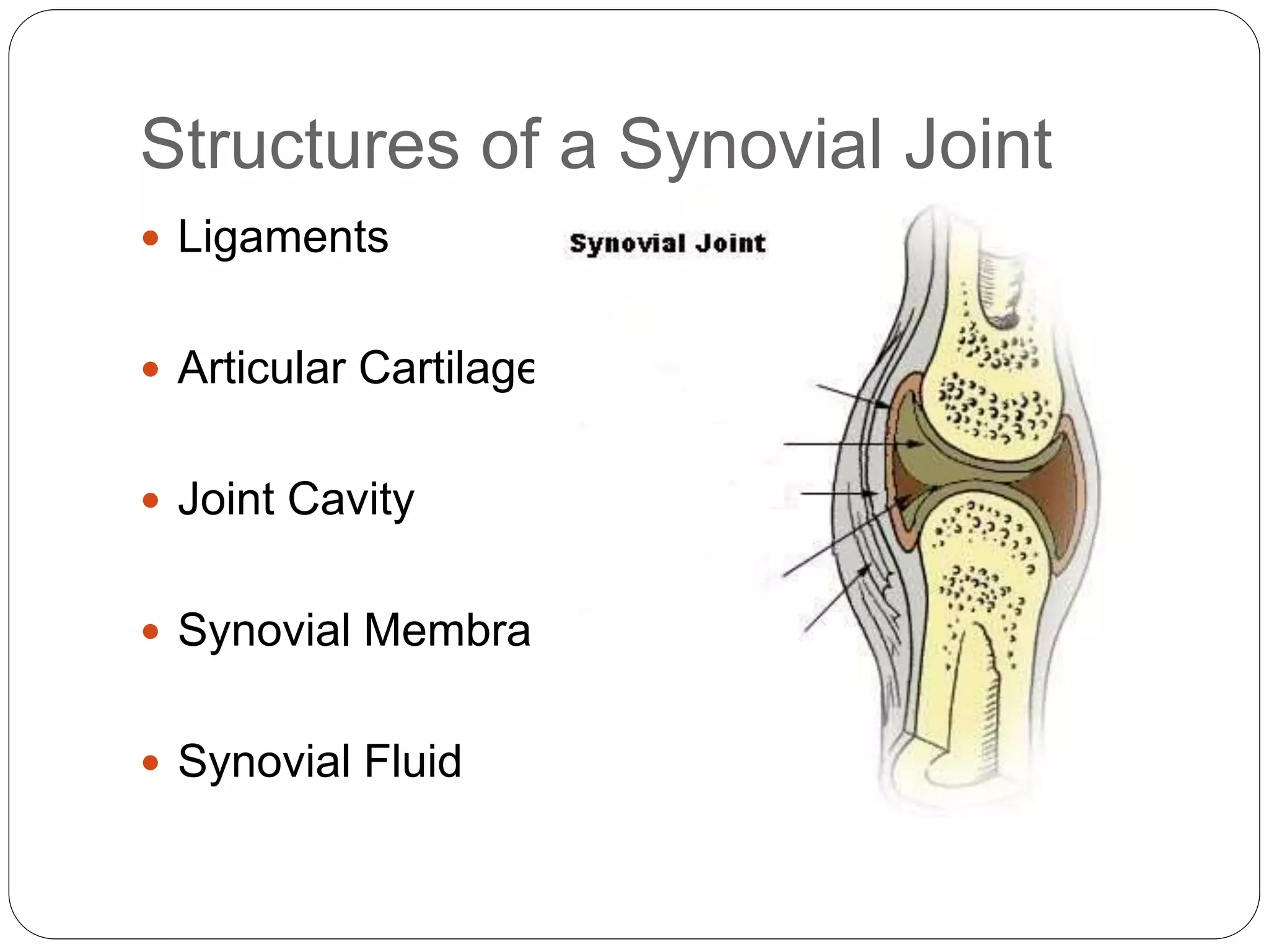 Structure of a synovial joint and effects of exercise on skeletal ...