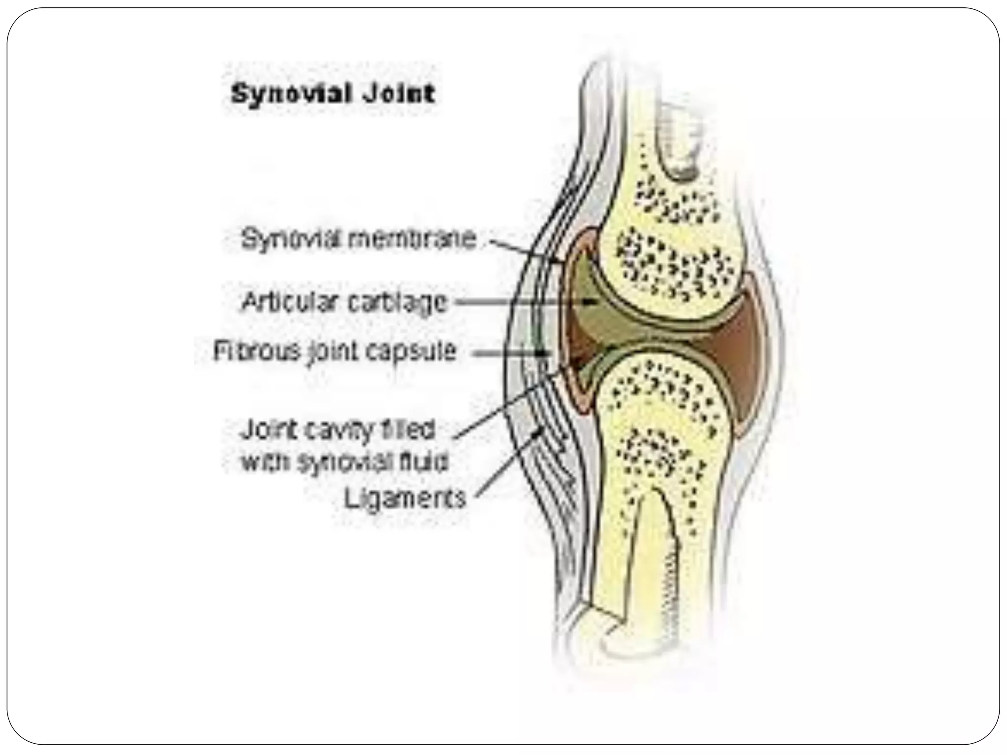 Structure of a synovial joint and effects of exercise on skeletal ...