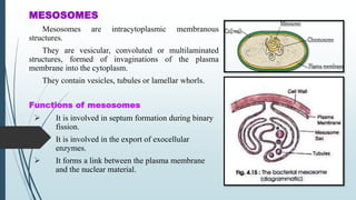 Structure of bacteria | PPTX
