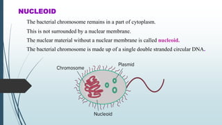 Structure of bacteria | PPTX