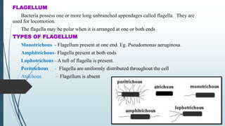 Structure of bacteria | PPTX