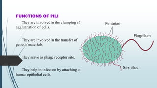 Structure of bacteria | PPTX