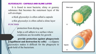 Structure of bacteria | PPTX