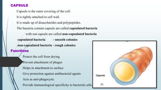 Structure of bacteria | PPTX