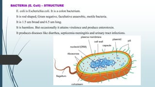 Rod Shaped Bacteria Diagram