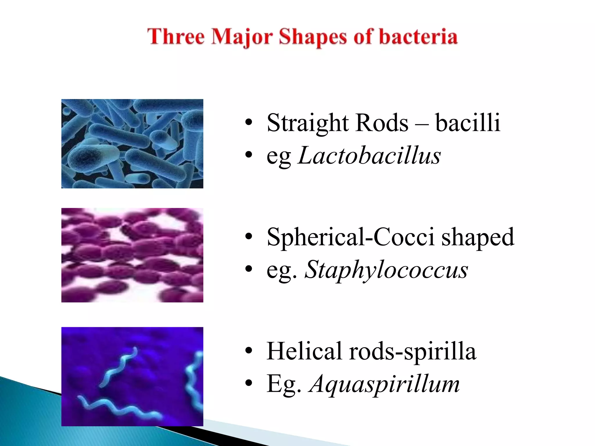 Structure of bacteria and its classification | PPT