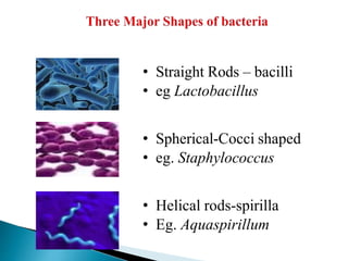 Structure of bacteria and its classification | PPT