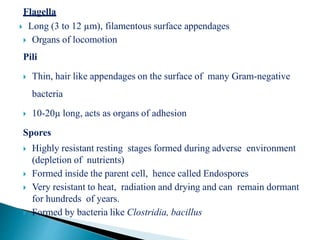 Structure of bacteria and its classification | PPT