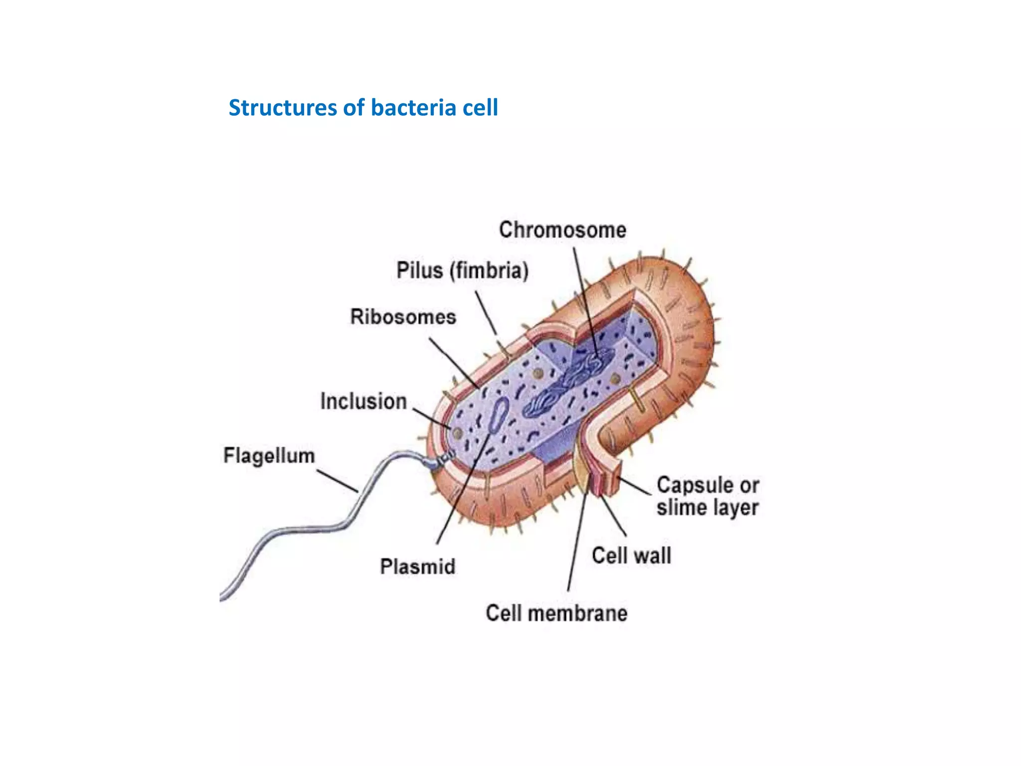 Structure of bacteria | PPTX