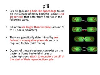 Structure of bacteria | PPTX