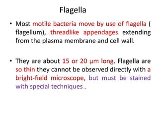 Structure of bacteria | PPTX