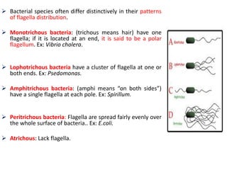 Structure of bacteria | PPTX