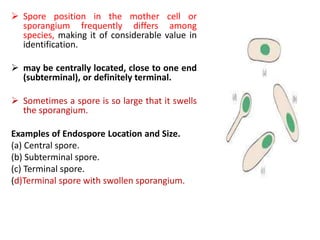 Structure of bacteria | PPTX