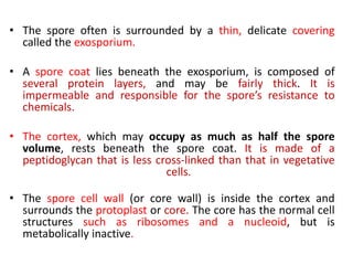 Structure of bacteria | PPTX