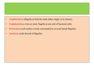 Structure of Bacteria | PPTX