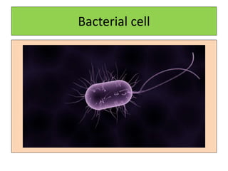 Structure of Bacteria | PPT