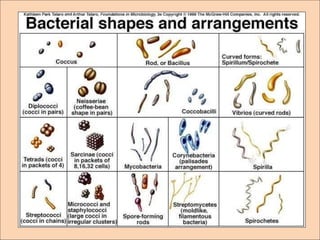 Structure of Bacteria | PPT