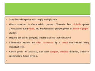 Structure of Bacteria | PPT