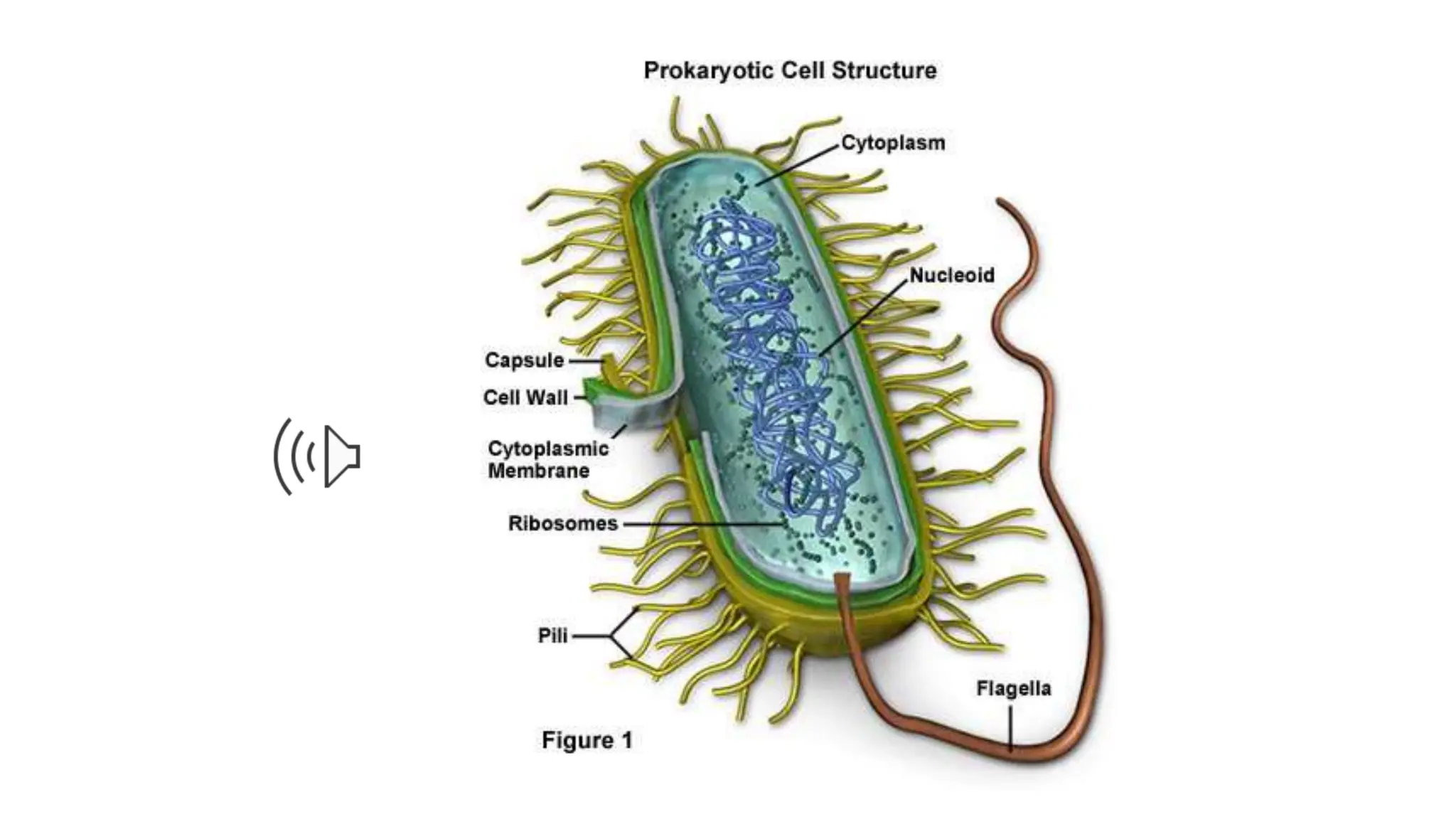 Microbiology, structure of bacteria.pptx