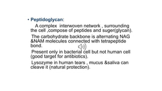 Microbiology, structure of bacteria.pptx