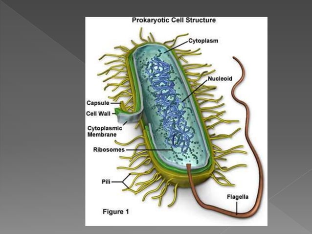 Clinical microbiology structure of bacteria.pptx | Biological Sciences | Science