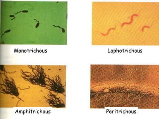 Structure of bacteria1 | PPT