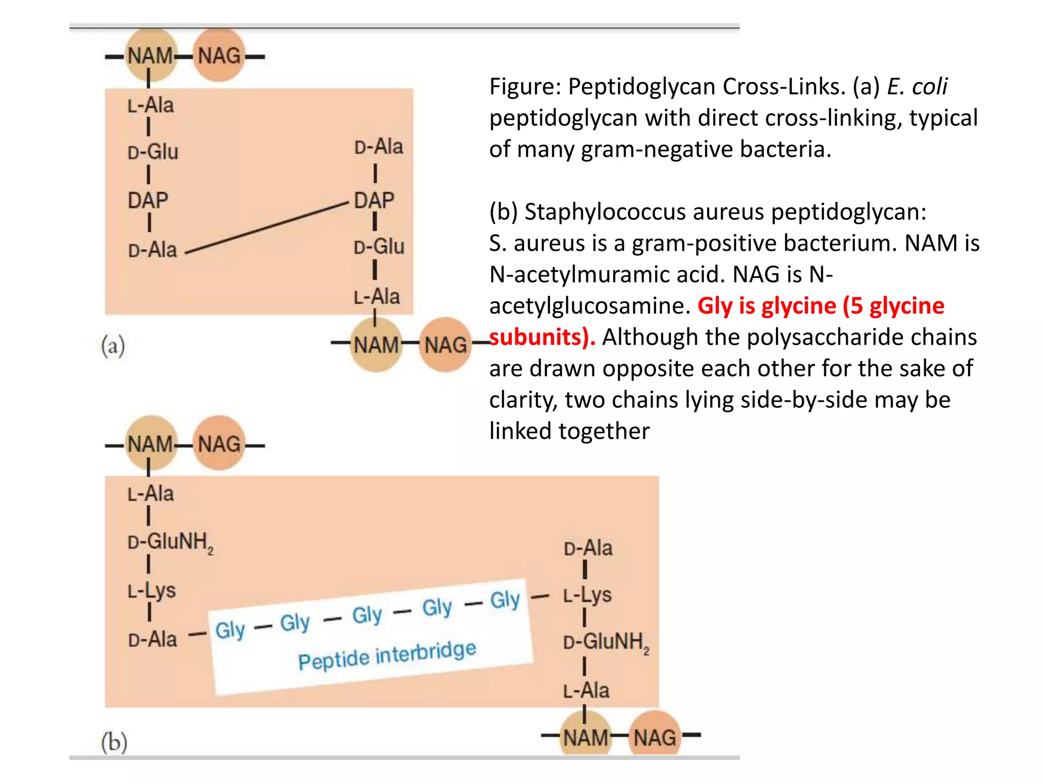 structureofbacteriaandclassificationofbacteria-210215092557.pdf