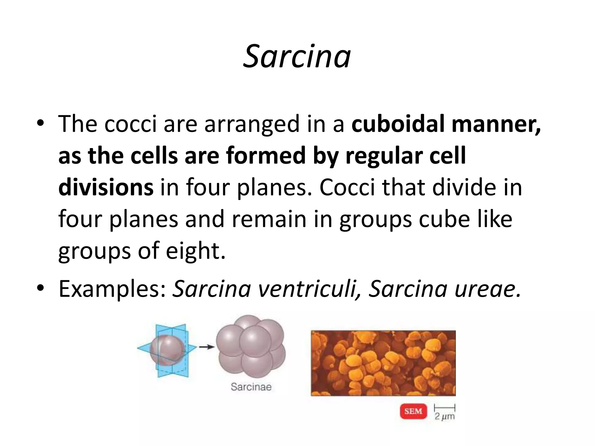 structureofbacteriaandclassificationofbacteria-210215092557.pdf